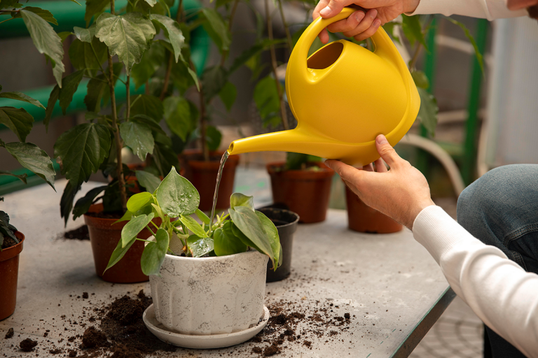 Your Ultimate Guide to Watering Indoor Plants | Bria House and Lot | Bria Homes
